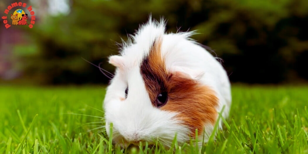 800+ Cute and Cool Guinea Pig Names with Meanings and Ideas