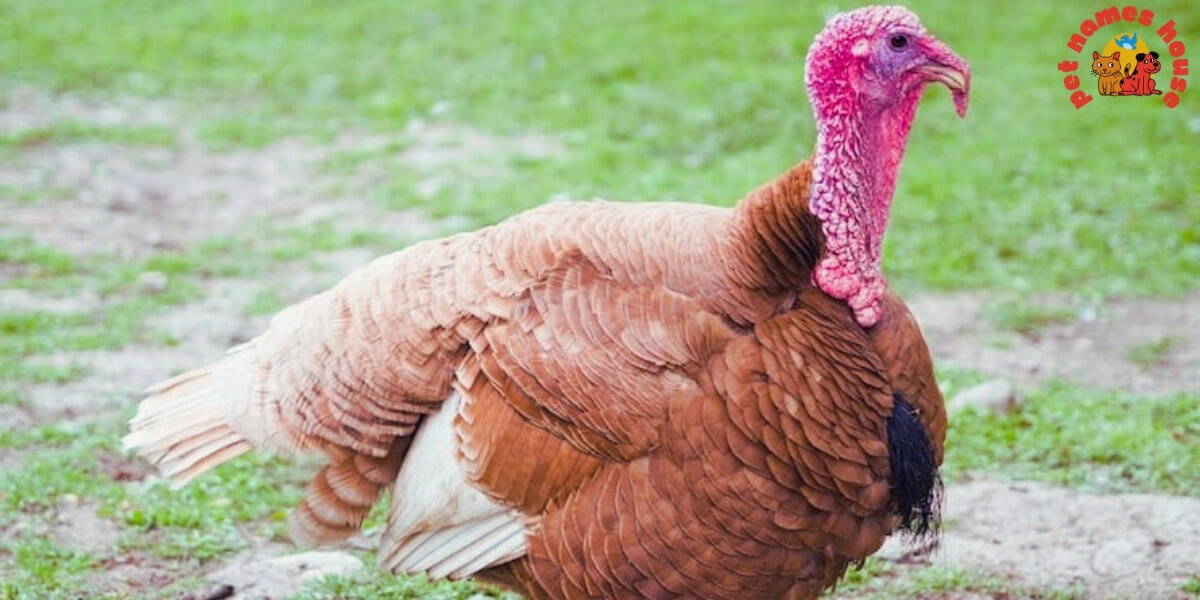 450+ Best and Catchy Turkey Names with Meanings