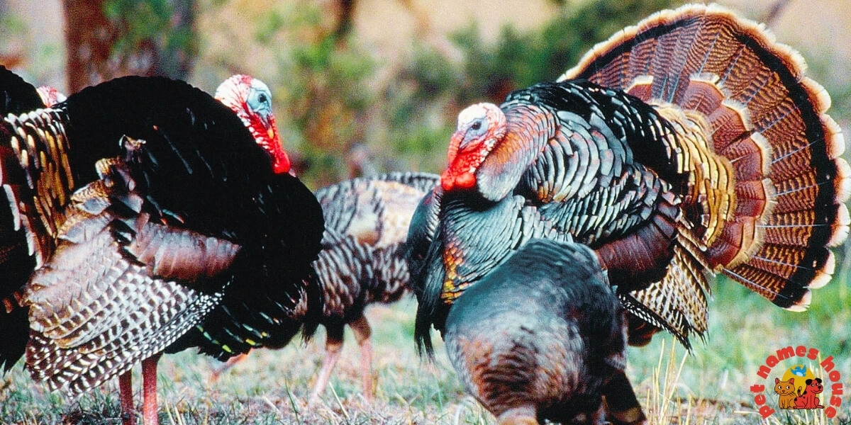 450+ Best and Catchy Turkey Names with Meanings