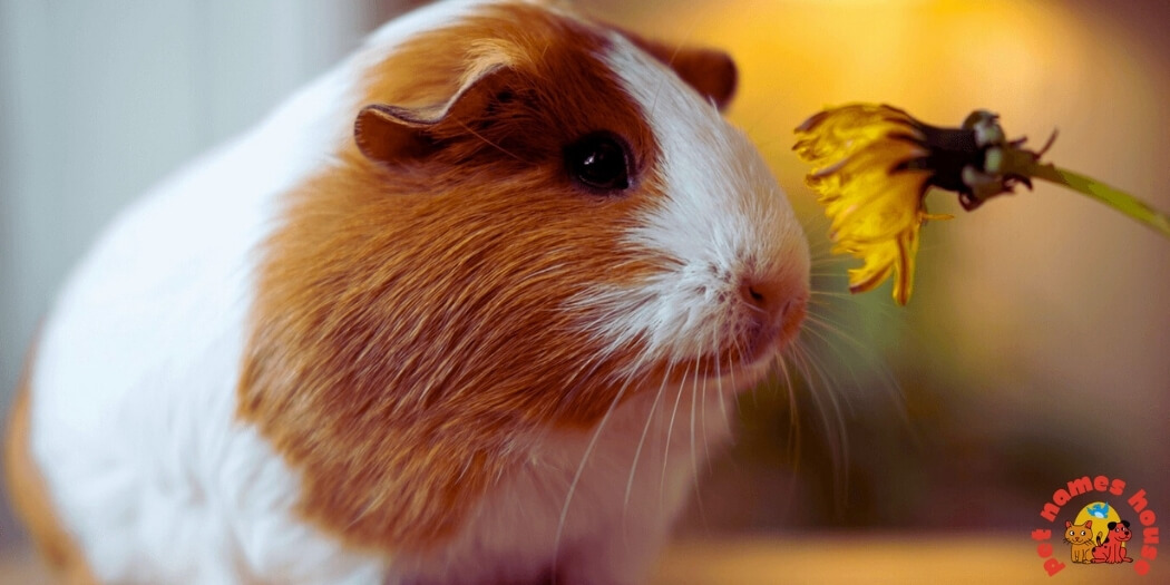 800+ Cute and Cool Guinea Pig Names with Meanings and Ideas