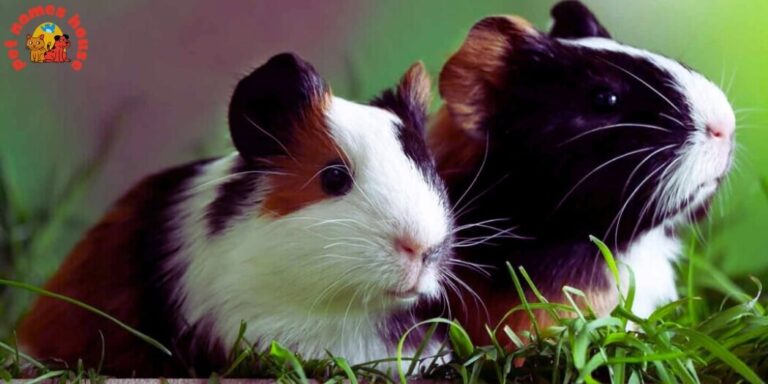 800+ Cute and Cool Guinea Pig Names with Meanings and Ideas
