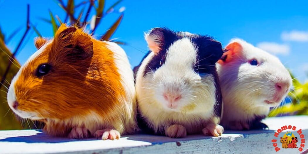 800+ Cute and Cool Guinea Pig Names with Meanings and Ideas