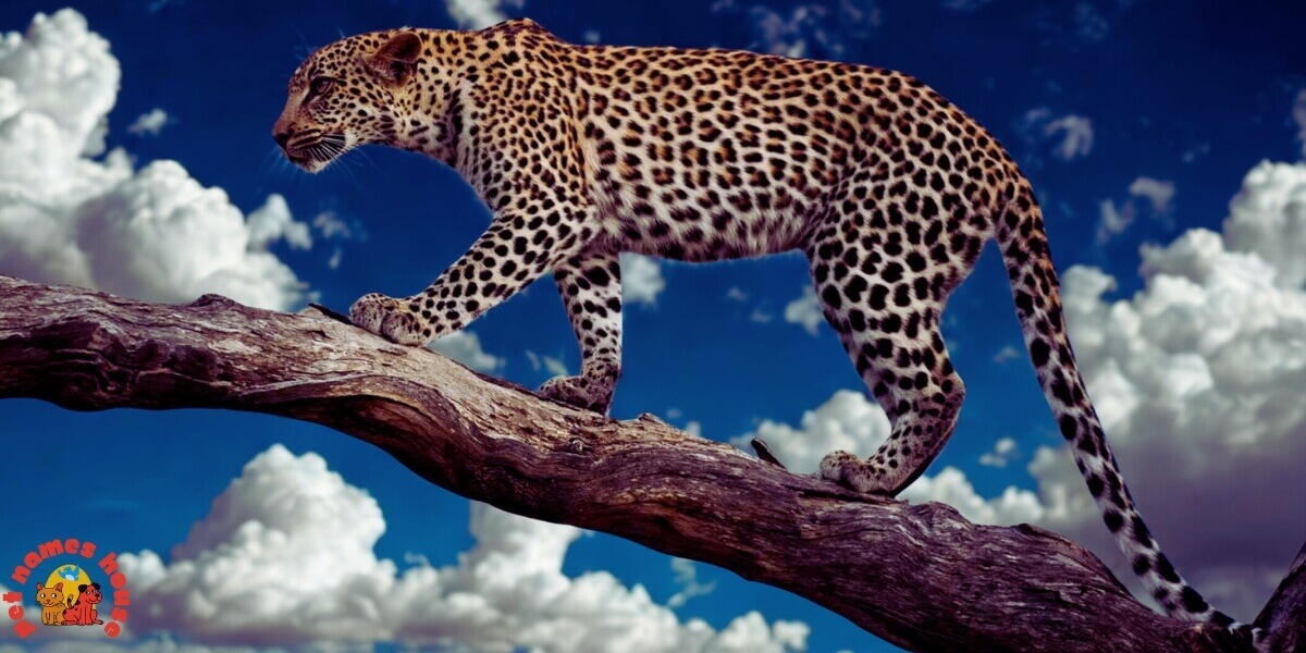 450+ Unique and Catchy Leopard Names with Meanings