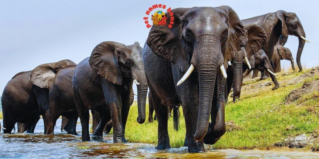 750+ Top Elephant Names with Meanings – Unique Names Ideas