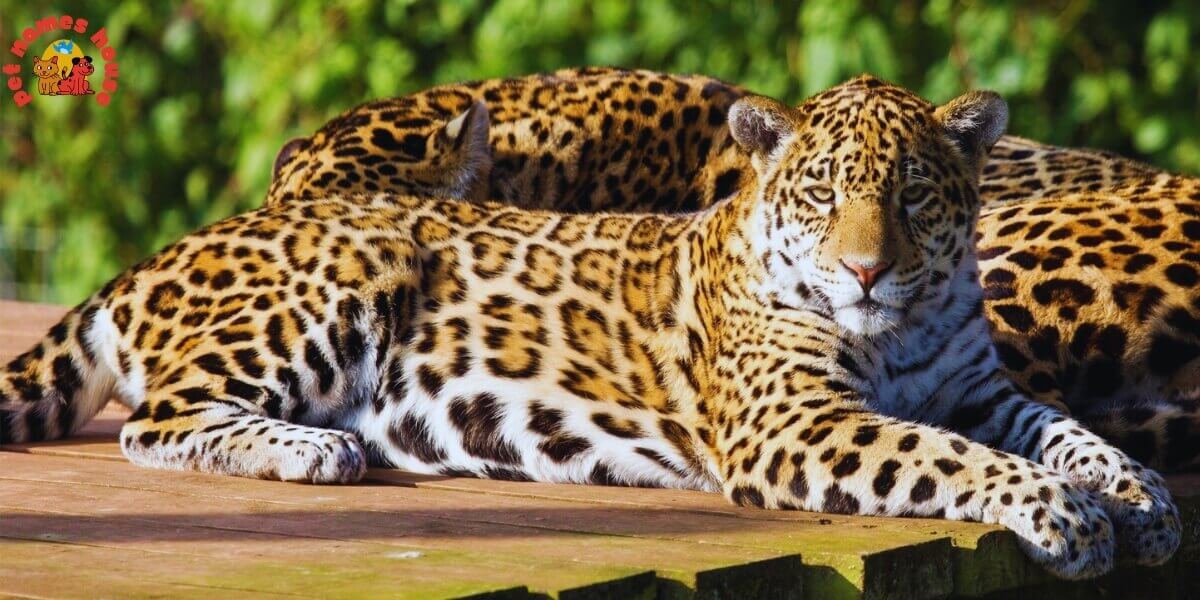450+ Unique and Catchy Leopard Names with Meanings