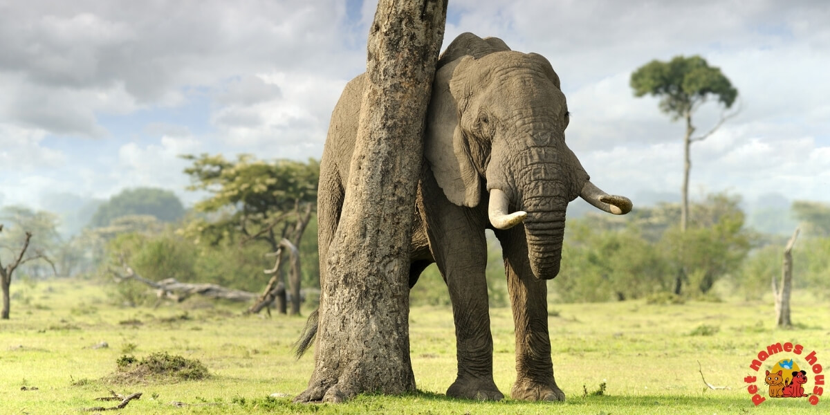 750+ Top Elephant Names with Meanings – Unique Names Ideas