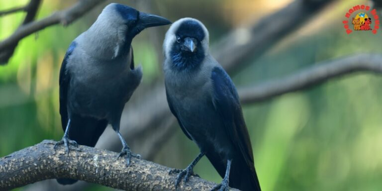600+ Unique Crow Names with Meanings – Cool Ideas