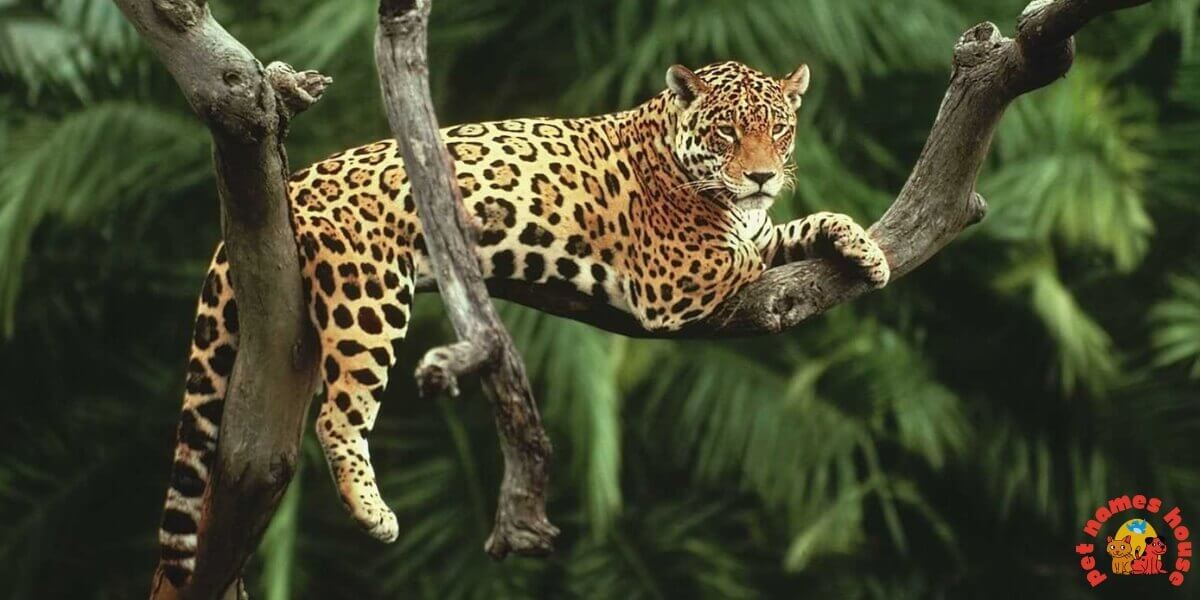 450+ Unique and Catchy Leopard Names with Meanings