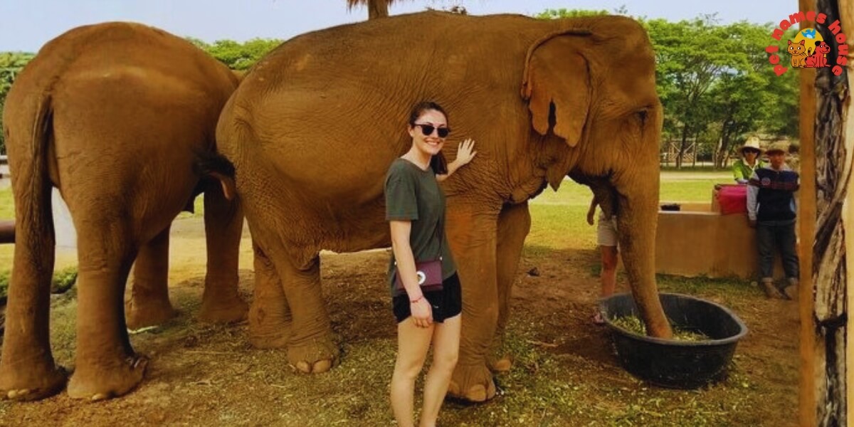 750+ Top Elephant Names with Meanings – Unique Names Ideas