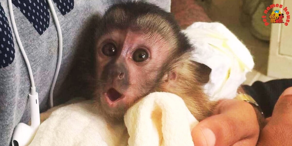850+ Good Monkey Names with Meanings and Unique Ideas