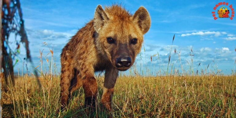 850+ Unique Hyena Names with Meanings | Best Names Ideas