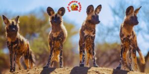 850+ Unique Hyena Names with Meanings | Best Names Ideas