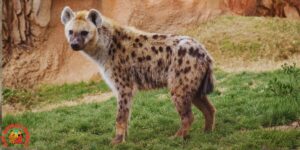 850+ Unique Hyena Names with Meanings | Best Names Ideas