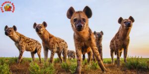 850+ Unique Hyena Names with Meanings | Best Names Ideas